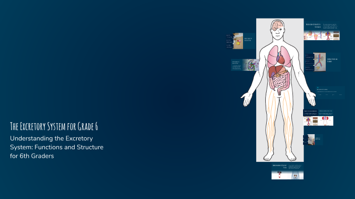 The Excretory System for Grade 6 by Minaflor Lopez on Prezi
