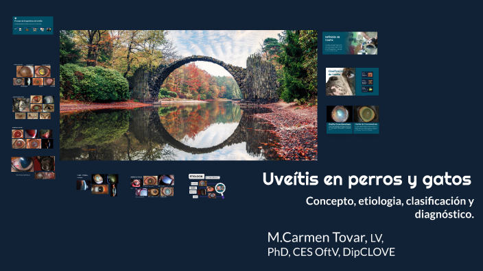 Uveítis en perros y gatos by mc tovar on Prezi