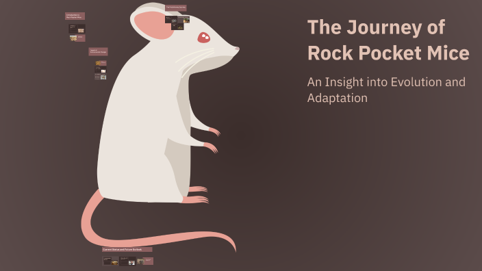 The Journey of Rock Pocket Mice by Daisy Palacios on Prezi