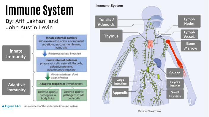 Immune System Project by Afif Lakhani on Prezi