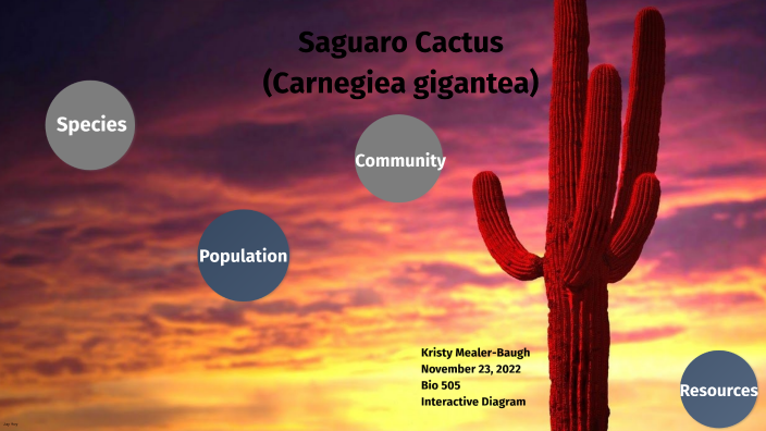 Saguaro Cactus (Carnegiea gigantea) by Kristy Mealer-Baugh on Prezi