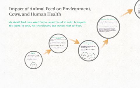 Impact of Animal Feed on Environment, Cows, and Human Health by Sherida ...