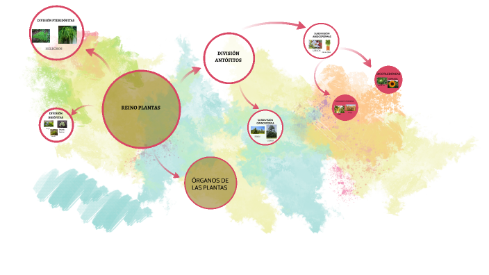 SUBDIVISIÓN ANGIOSPERMAS by Fer Pereson on Prezi