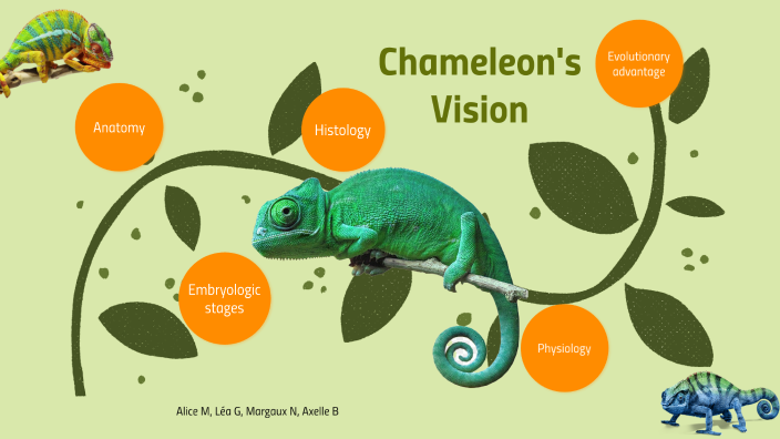 Chameleon Vision by Axelle Boutigny on Prezi