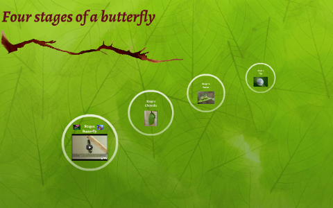 Four stages of a butterfly by caitlyn zuno on Prezi