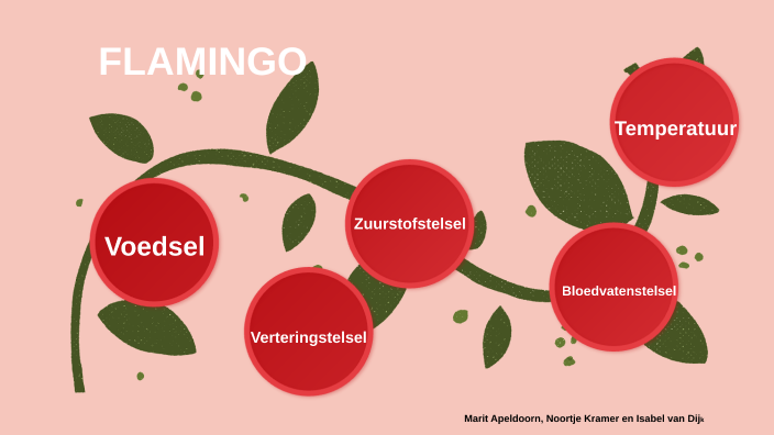flamingo rap by noortje !! on Prezi