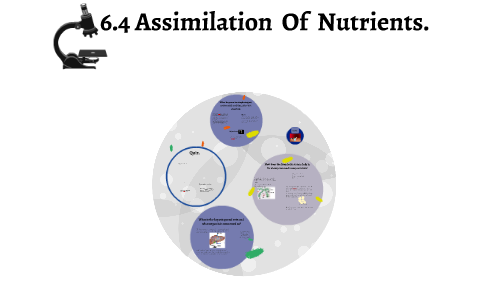 Assimilation of nutrients. by Samantha Lam on Prezi