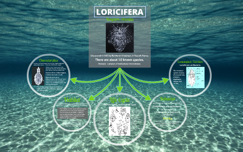 Phylum: Loricifera by Cynthia Tsang on Prezi