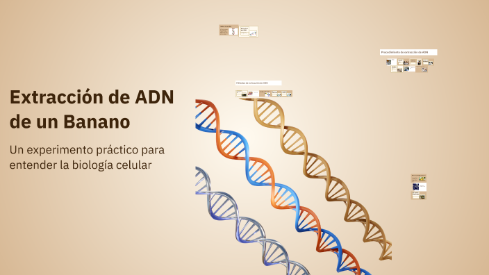 Extracción de ADN de un Banano by Jarick Antonio Casco Murillo on Prezi