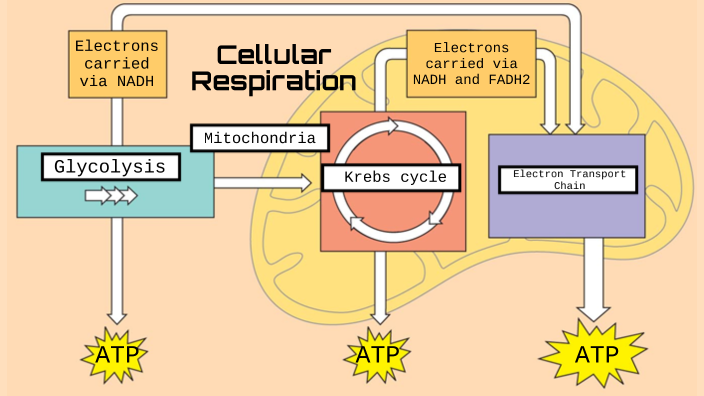 Cell resp. by Amelia Galus on Prezi