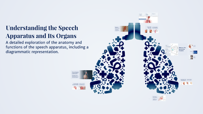 Understanding the Speech Apparatus and Its Organs by Shaxina Bozorova ...