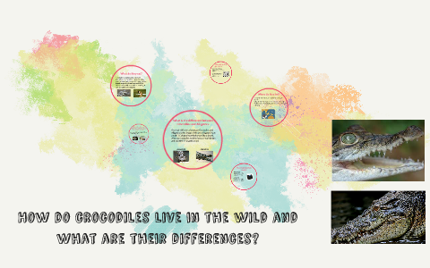 How do crocodiles live in the wild? by Talisha Nichols