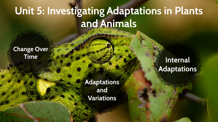 Unit 5: Investigating Adaptations in Plants and Animals by Josue ...