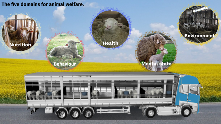 Ovino by PAULA MAITEN MERIÃ'O CHUREO on Prezi