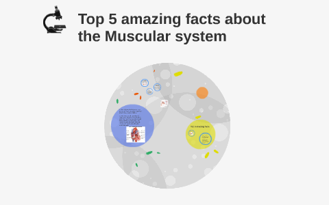 Top 5 amazing facts about the Muscular system by Tina Tran on Prezi