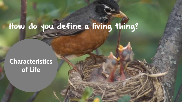 Characteristics of Life by Chelsie Todd on Prezi