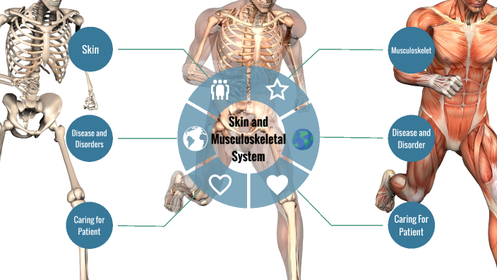Systems of the Human Body: Musculoskeletal System and Skin by Alexis ...