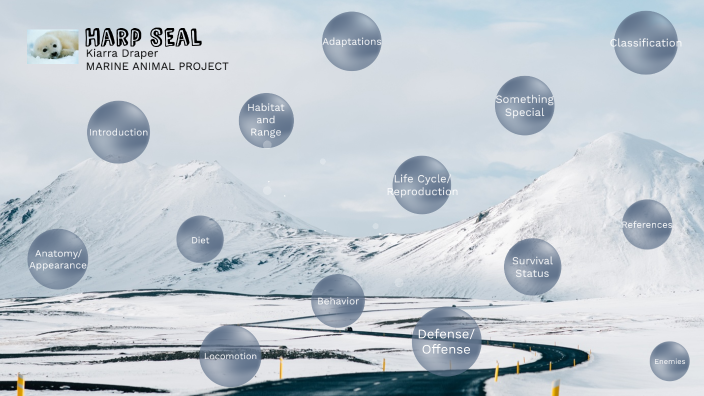 harp seal - marine animal project by Kiarra Draper on Prezi