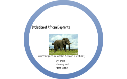 Evolution of Elephants by Inna H on Prezi