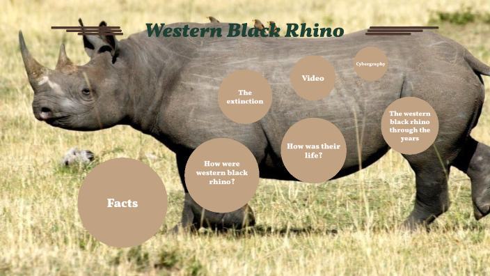 Western black rhino by Eduardo Medina on Prezi