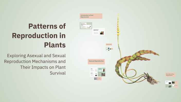 Patterns of Reproduction in Plants by Armelyn Anticuando on Prezi