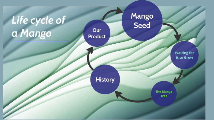 LifecycLife Cycle of a Mango-Shihab Rahman by Shihab Rahman on Prezi