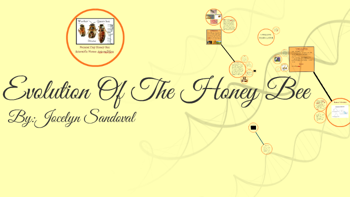 Evolution Of Bees by Jocelyn Sandoval on Prezi