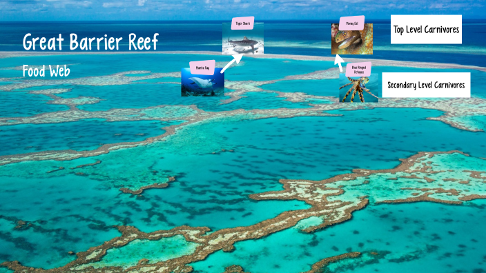 Great Barrier Reef - Food Web by Jed Palmer on Prezi