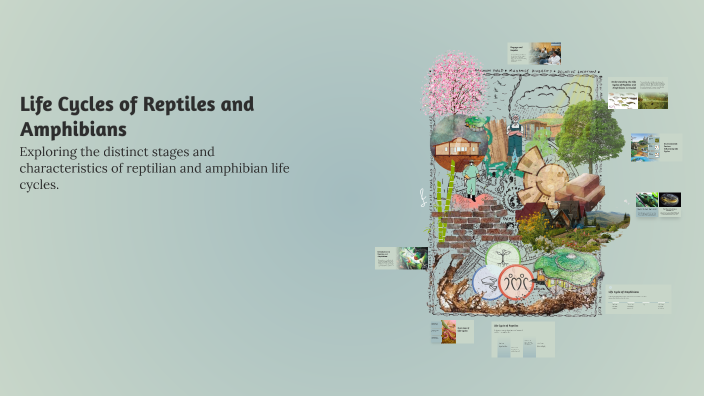 Life Cycles of Reptiles and Amphibians by Mozna Almarri on Prezi