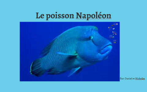 Le poisson napoleon by Daniel Zane on Prezi