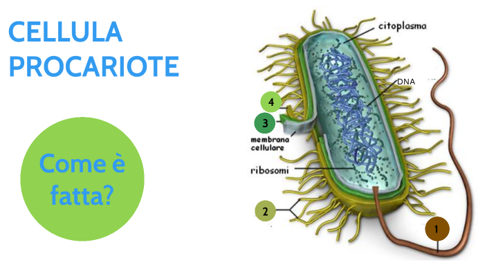 CELLULA PROCARIOTE by Elvira Bonito on Prezi