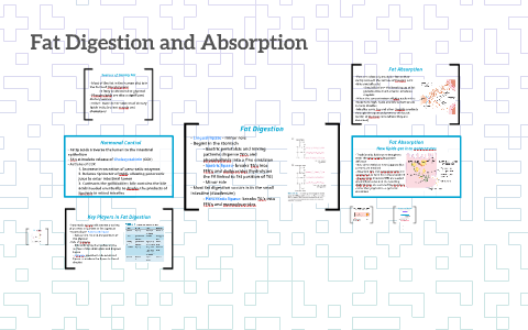Fat Digestion and Absorption by Morgan Manasa on Prezi