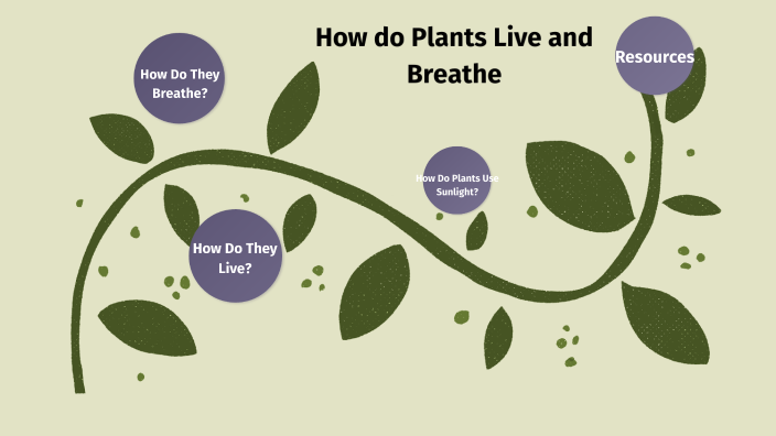 How Do Plants Live And Breathe? by KruthiNimilya Nandam on Prezi