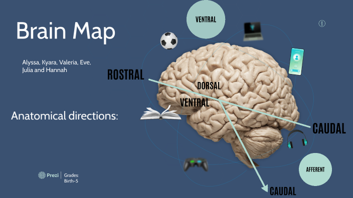 Brain Map By Valeria Sotomayor On Prezi