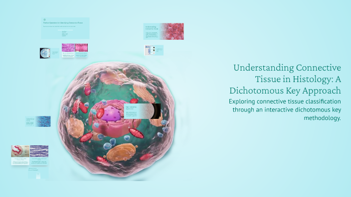 Understanding Connective Tissue in Histology: A Dichotomous Key ...