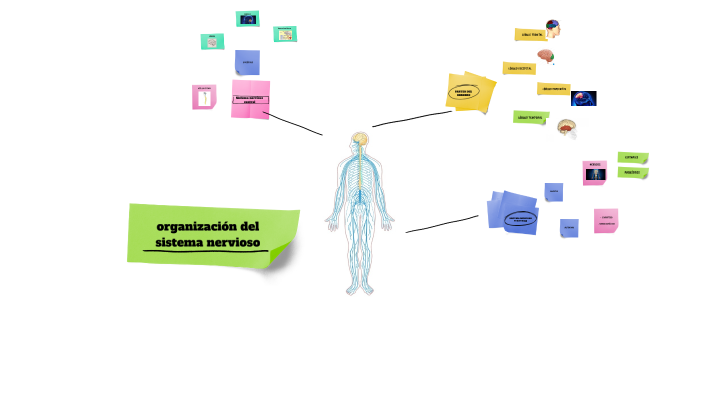 Bases by Cynthia Negrete on Prezi