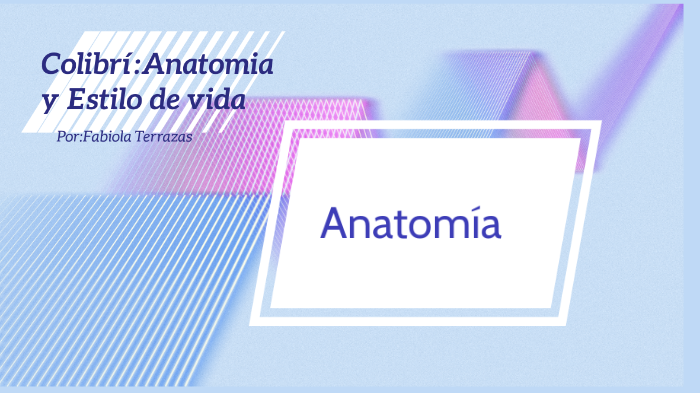 Colibrí anatomia by Fabiola Terrazas on Prezi