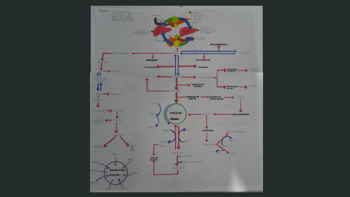Mapa metabólico by Paula Franco on Prezi