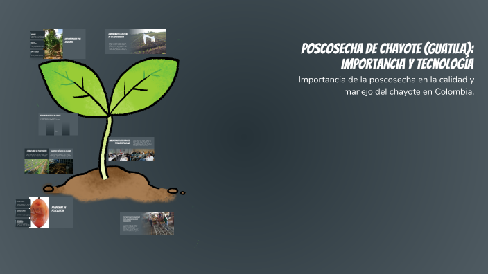 Poscosecha de Chayote (Guatila): Importancia y Tecnología by Francy ...