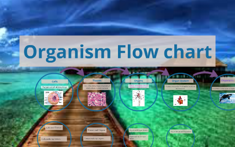 Organism Flow chart by Gen Woods on Prezi