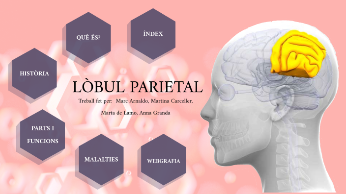 Psicologia: lòbul parietal by Marc Arnaldo on Prezi
