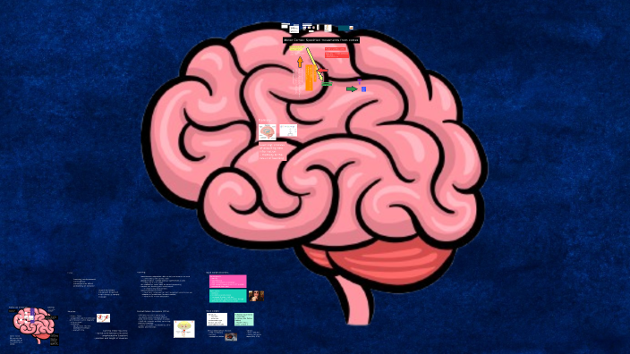 Cog Neuro Unit 3 Diagram by Skye on Prezi