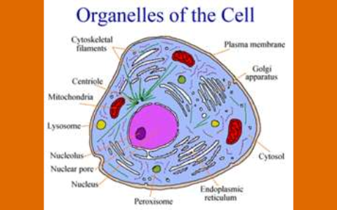A Cell Is Like A School by Katelyn Stortz on Prezi