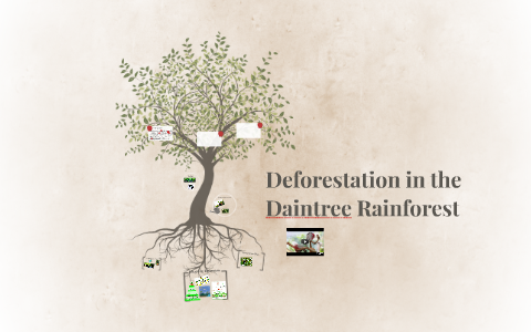 Deforestation in the Daintree Rainforest by Jessica Cobbs on Prezi