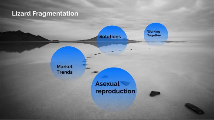 Lizard fragmentation by ree ree on Prezi