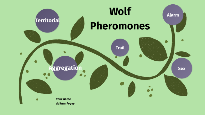 Wolf Pheromones by BriarRose H on Prezi