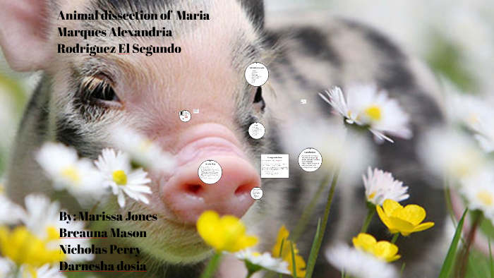 Animal dissection of a pig by Marissa Jones