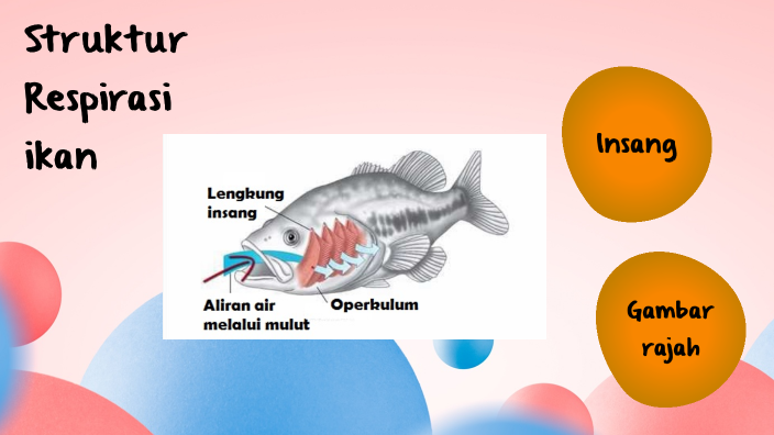 struktur respirasi ikan by Elisya Dayana on Prezi