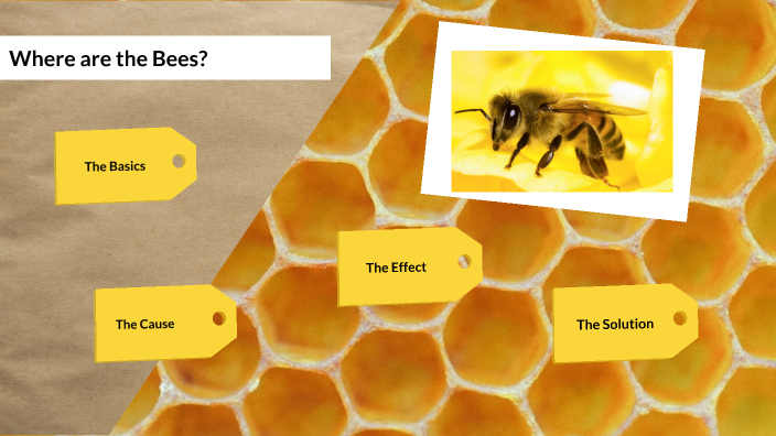 Where are the Bees? by annalies Pfaffenberger on Prezi