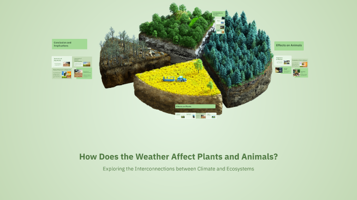 How Does the Weather Affect Plants and Animals? by Rizalyn Vicedo on Prezi
